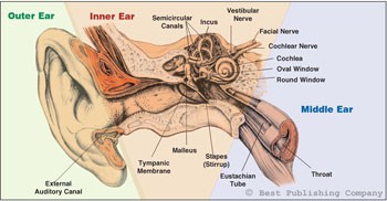 Sinus and Ear Disorders That Take Place During Hyperbaric Oxygen Therapy Rx Pad Wound Care Education Partners